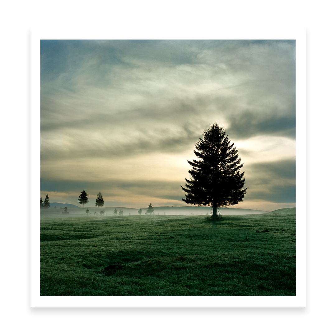 Tree in the Mist – Tim Hall Printshop